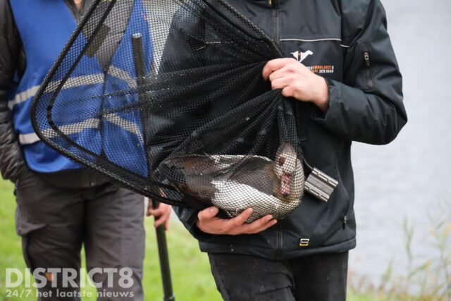 Nijlgans met gebroken vleugel laat zich moeilijk vangen Jaagpad ...