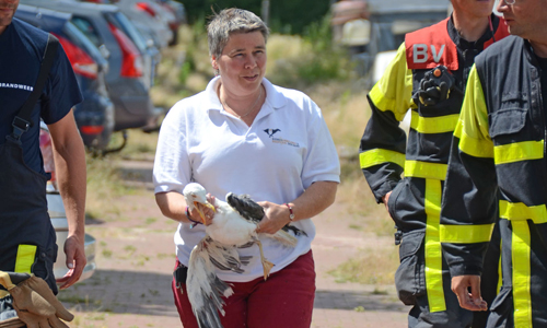 14 juli Brandweer rukt uit voor gewonde meeuw Veenendaalkade Den Haag ... 14 juli Brandweer rukt uit voor gewonde meeuw Veenendaalkade Den Haag ...