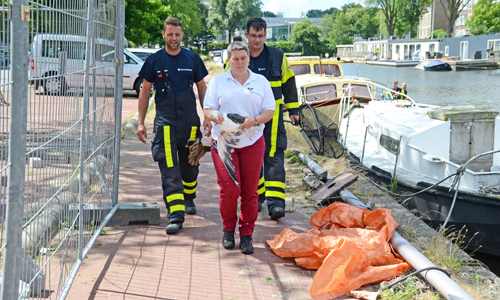 14 juli Brandweer rukt uit voor gewonde meeuw Veenendaalkade Den Haag ... 14 juli Brandweer rukt uit voor gewonde meeuw Veenendaalkade Den Haag ...